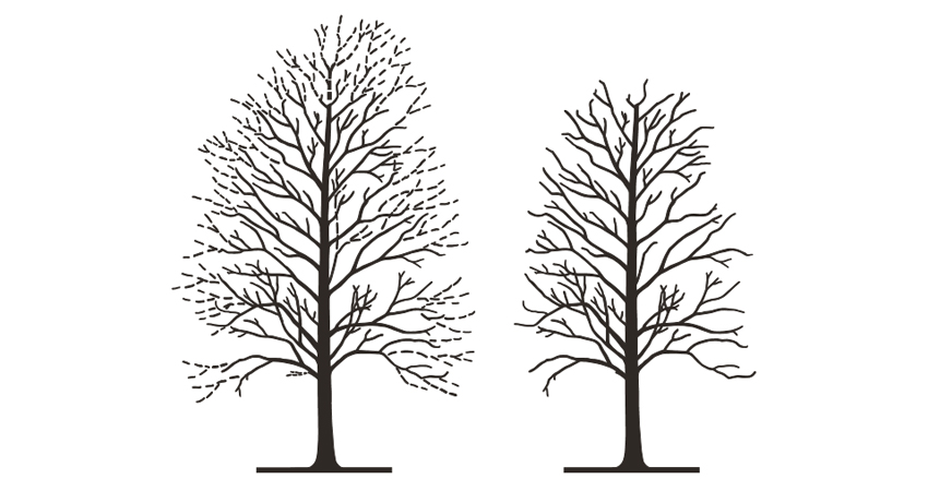 Crown Reduction • New Leaf Tree Surgery